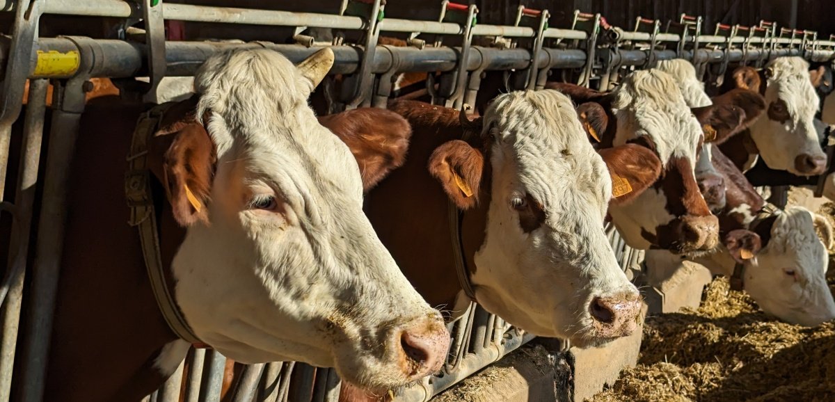 Cotentin. Un feu de hangar agricole se déclare, cent bovins évacués par ...